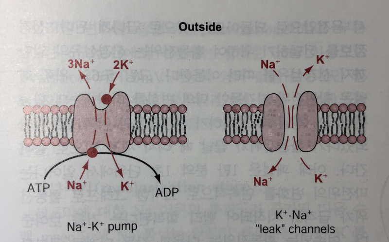 고칼륨혈증 원인과 증상 치료 Hyperkalemia 네이버 블로그