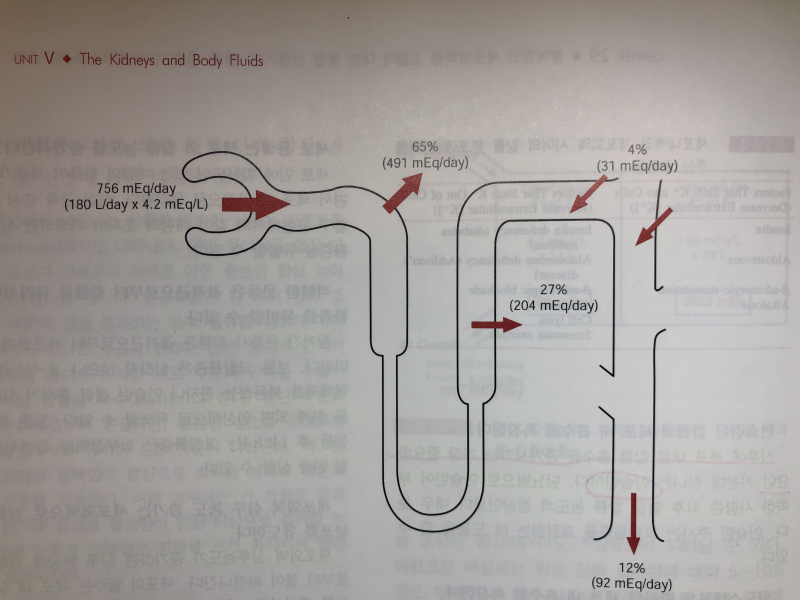 고칼륨혈증 원인과 증상 치료 Hyperkalemia 네이버 블로그