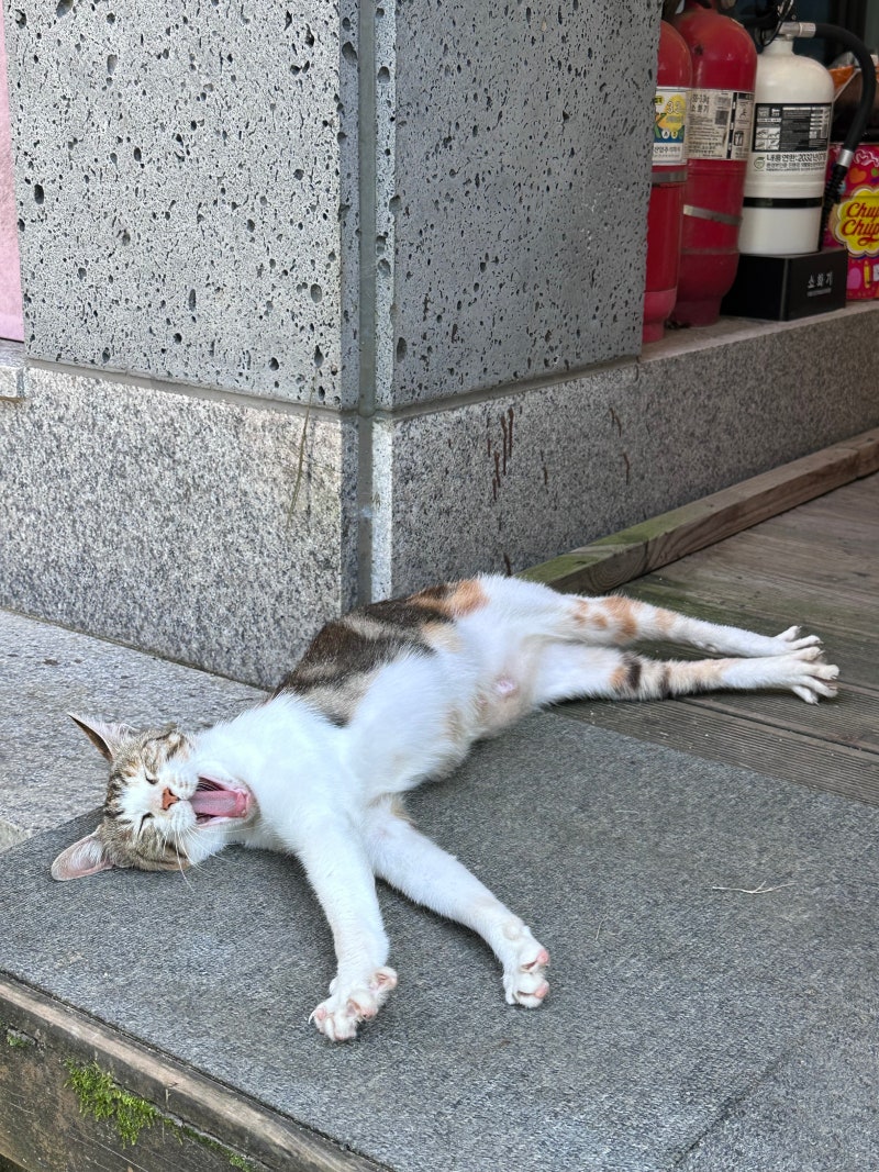 제천 글램핑 숲 속에 위치한 역대급 뷰의 글램핑장 청풍월드니스글램핑 네이버 블로그