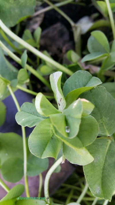 한잎클로버부터 아홉잎클로버까지(Clover Collection230801 L1toL9a) : 네이버 블로그