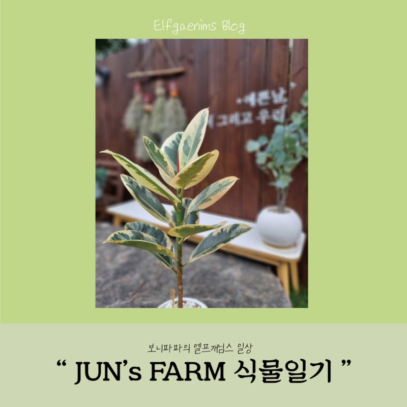 식물 식물인테리어 추천 싱그로우 수채화 고무나무 중형화분 키우기 Feat 꽃말관리방법 네이버 블로그