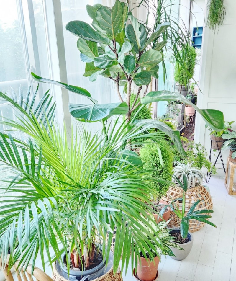 네이버 인플루언서