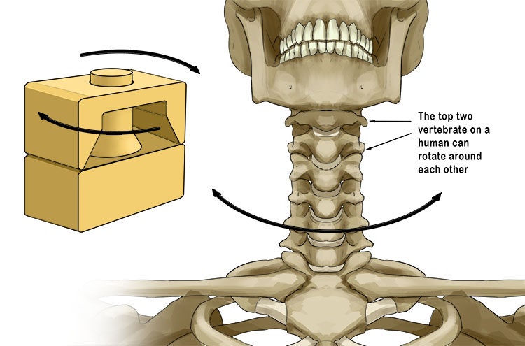 윤활관절, Synovial joint 기초해부학 : 네이버 블로그