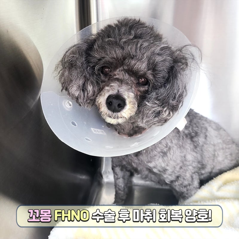 강아지 고관절 탈구 수술 FHNO 후기 인천 동물병원 : 네이버 블로그