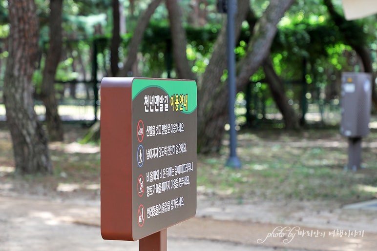 경주 황성공원 맥문동 데이트 코스 경주 사진찍기 좋은곳 네이버 블로그