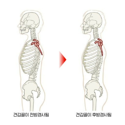풀오버 머신 계약완료광배 흉부 삼두 타겟 신불당헬스장불당동헬스장신불당pt불당동pt 네이버 블로그