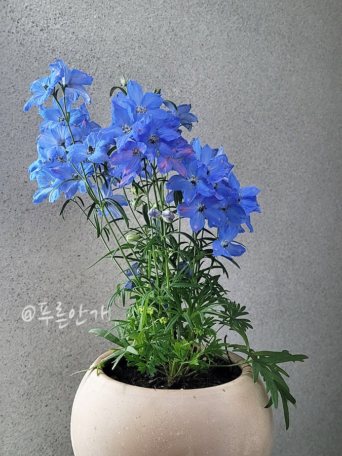 파란꽃 델피늄 꽃말 키우기 델피니움 베란다식물 베란다정원 봄에피는꽃 4월탄생화~ 네이버 블로그