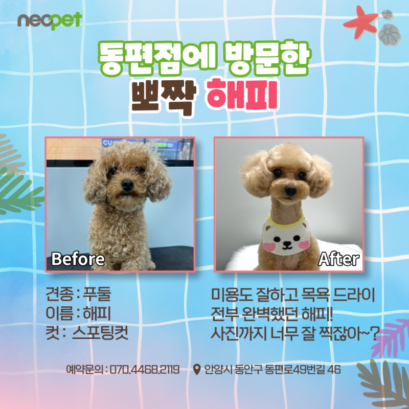 안양 동편마을 애견미용 네오펫ㅣ푸들 스포팅컷 네이버 블로그