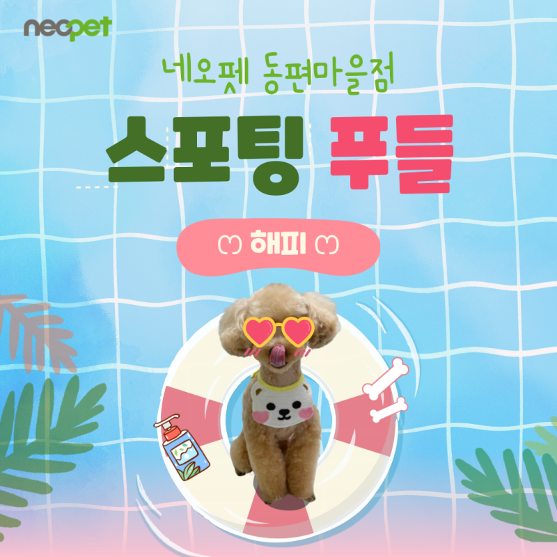 안양 동편마을 애견미용 네오펫ㅣ푸들 스포팅컷 네이버 블로그