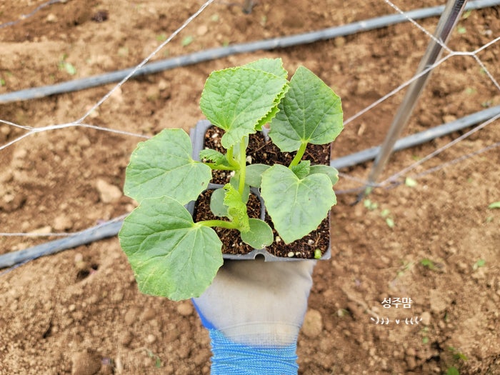 참외 재배 키우기 기르기 심는시기 사과참외 모종심기 후 순치기 순지르기 수확하기 네이버 블로그