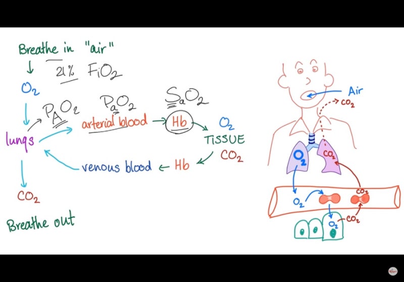 SaO2, SpO2, PaO2 차이, 산소해리곡선 : 네이버 블로그