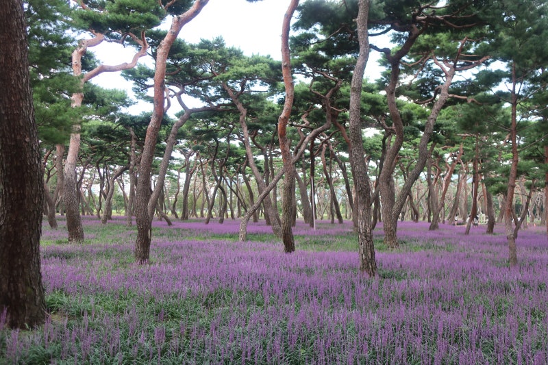 경주 황성공원 맥문동 산책로 사진찍기좋은곳 주차팁까지 네이버 블로그