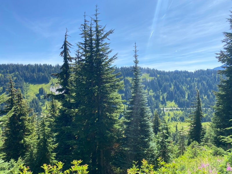 [Mt. Rainier] 워싱턴 국립공원 마운틴 레이니어🏔 국립공원 주차 패스 정보, 파라다이스 트레일, 파노라마 포인트 후기 ...