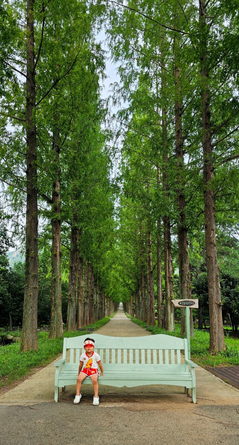 나주 수목원 추천 포토존이 많은 나주 산림자원연구소 메타세콰이어길 Ft 맥문동 네이버 블로그