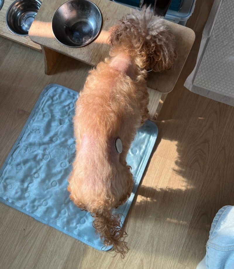 강아지 당뇨로 재입원ㅣ백내장 검사와 수정체탈구 진단 : 네이버 블로그