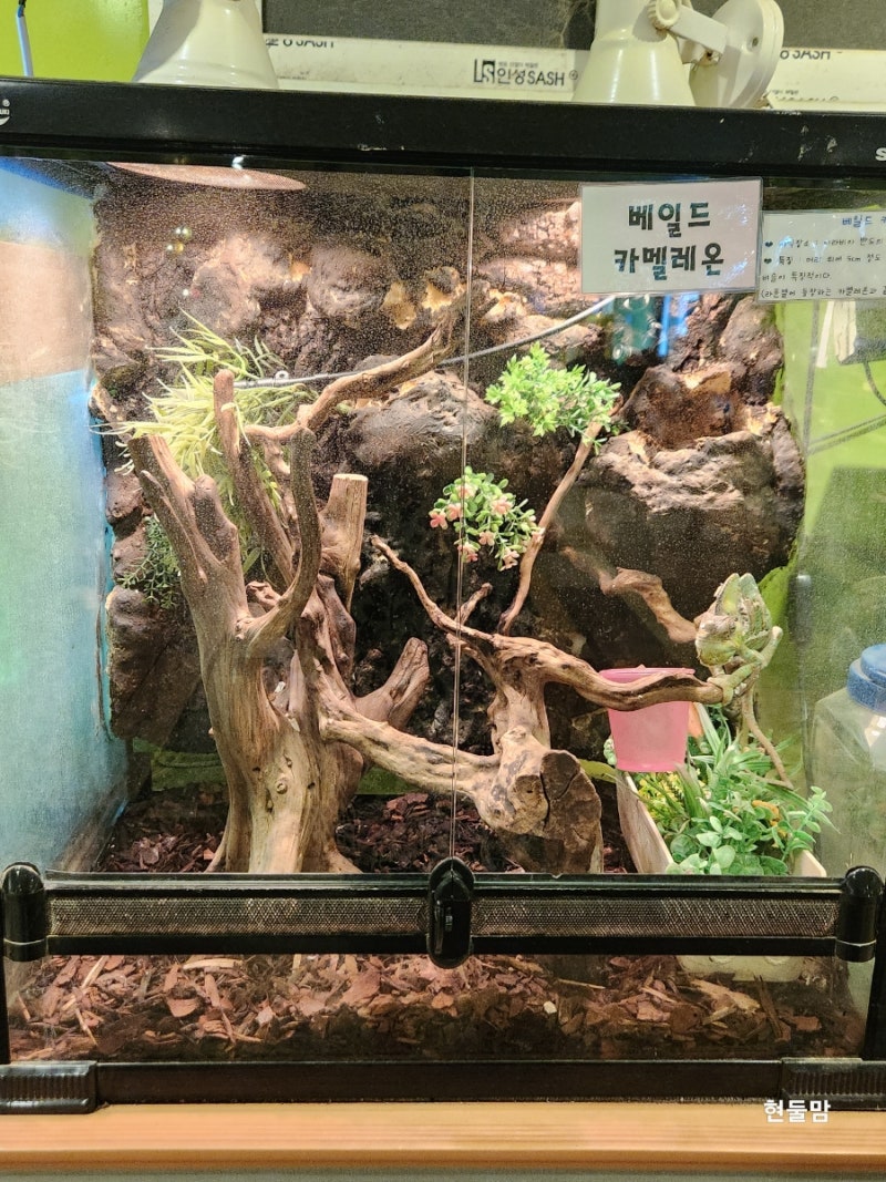 카멜레온 종류 베일드 카멜레온 키우기 특징 수명 먹이 네이버 블로그