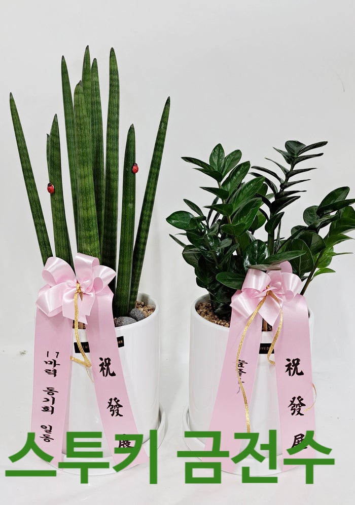 인사이동축하문구 승진 영전 진급 정확한 뜻 추천 선물은 화분 네이버 블로그