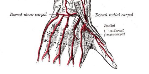 [정형외과 전문의] Finger reconstruction : 네이버 블로그