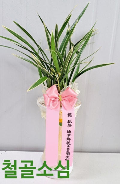 인사이동축하문구 승진 영전 진급 정확한 뜻 추천 선물은 화분 네이버 블로그