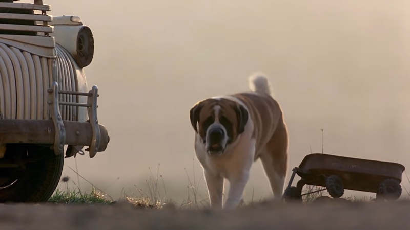 쿠조 (Cujo, 1983) : 네이버 블로그