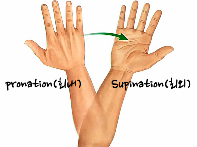 supination(회외), pronation(회내)의 관절별 움직임 : 네이버 블로그