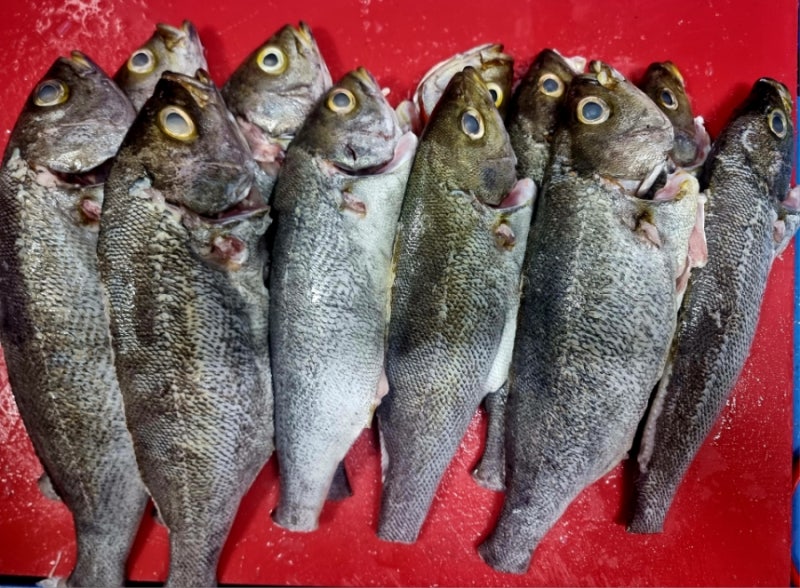 벤자리(Chicken grunt) : 네이버 블로그