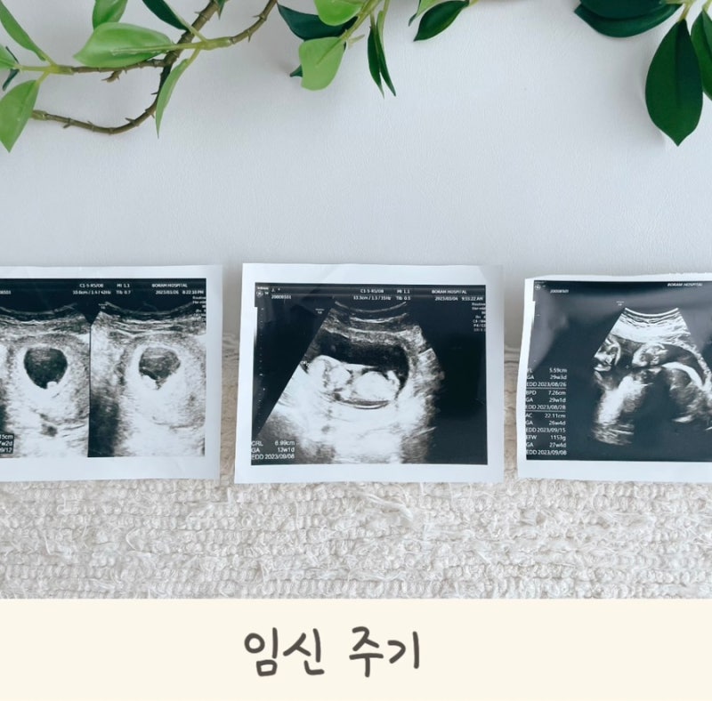 임신주기에 따른 임신초기 임신중기 후기 시기 구분 및 임신증상 네이버 블로그