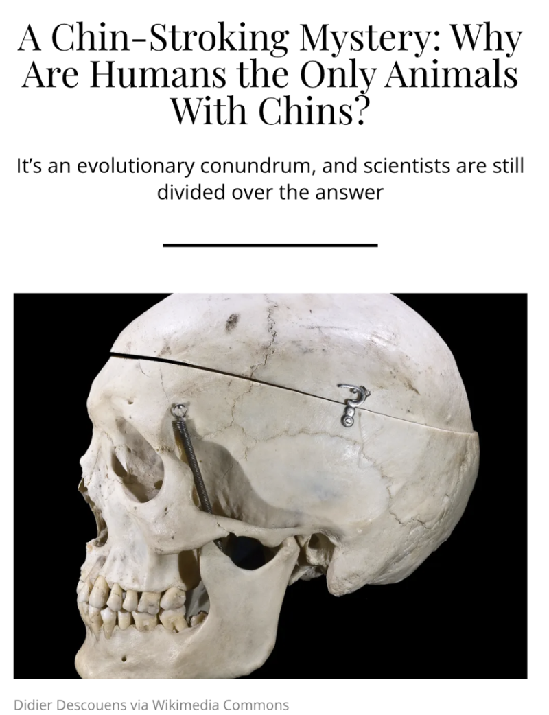 턱 영어로? jaw와 chin의 차이는? : 네이버 블로그