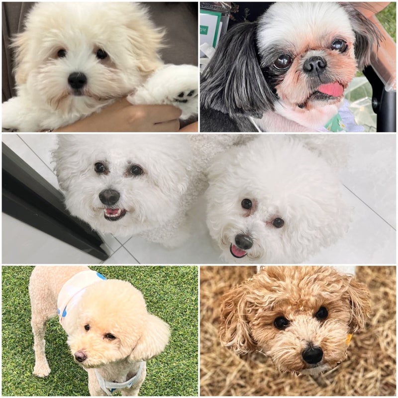 털 안빠지는 강아지 종류 성격 좋은 소형견 종류 5 품종 네이버 블로그
