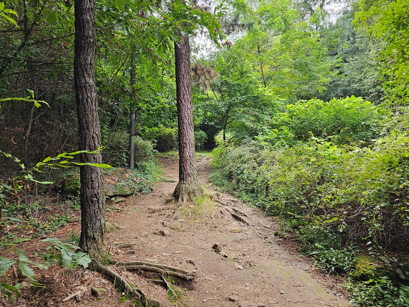 대모산 등산코스 구룡산 등산 연계 산행 및 둘레길 하산 일원역 주차정보 네이버 블로그