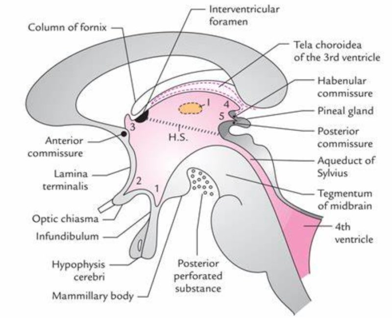 간뇌(diencephalon, 사이뇌)에 대한 이해 : 네이버 블로그