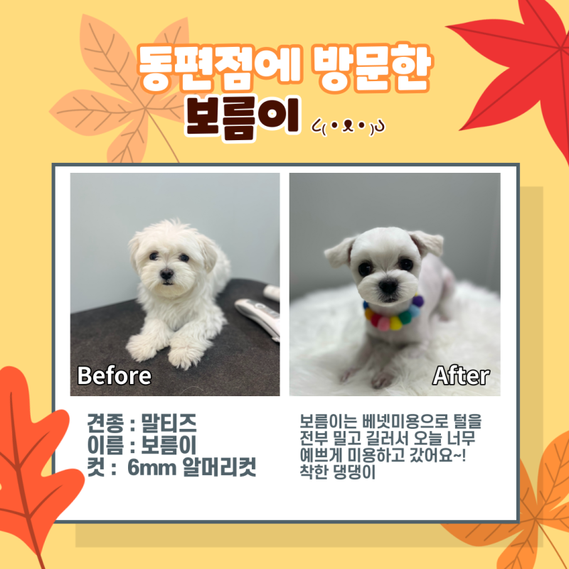 안양 동편마을 애견미용 추천ㅣ말티즈 알머리컷 네이버 블로그