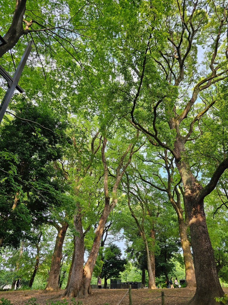 일본 도쿄 자유여행 가볼만한곳 우에노공원 네이버 블로그