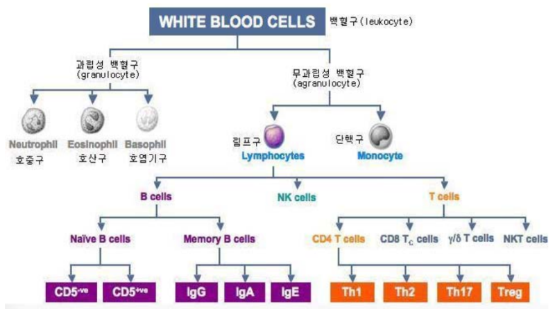 백혈구wbc알아봅시다 호중구 호산구 호염기구 단핵구 림프구 네이버 블로그