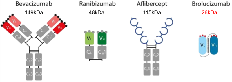신생혈관성(습성) 황반변성 주사치료제 '비오뷰(Brolucizumab)'의 효과(HAWK and HARRIER study ...