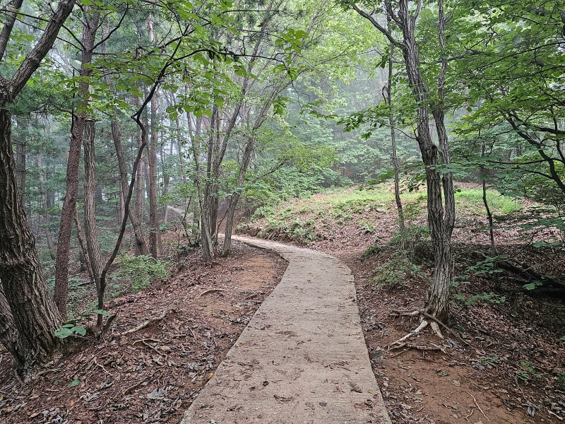 천마산 등산코스 추천 정상 풍경과 운해 천마산관리소 최단코스 산행 이야기 네이버 블로그