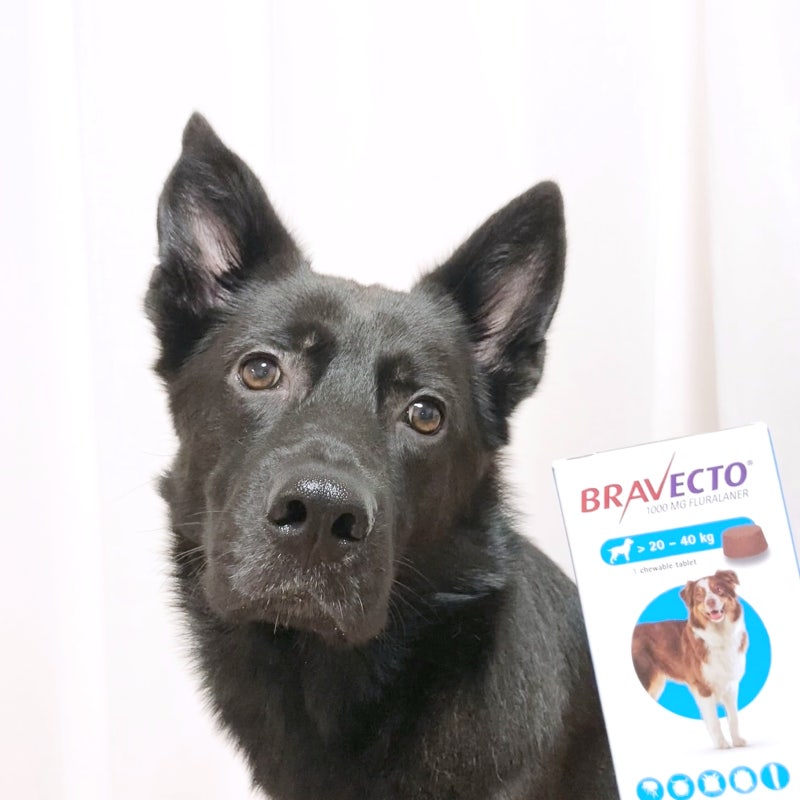 3개월 동안 지속되는 강아지 외부기생충약 강아지 진드기 예방 브라벡토 Bravecto 네이버 블로그