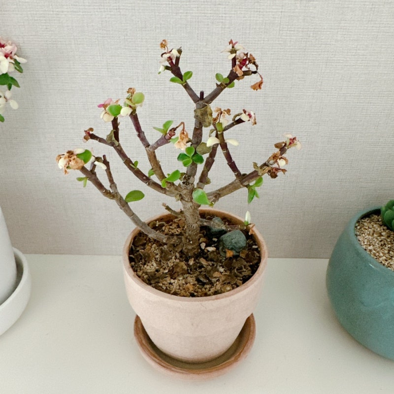 아악무 키우기 물주기 잎떨어짐 다시 살리기 네이버 블로그