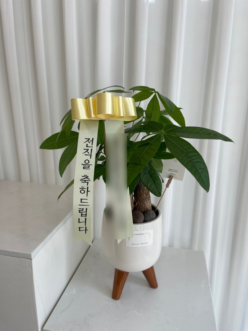 포항 북구 우현동 꽃집 어여쁘다꽃 파키라 화분 포항 전직축하화분 이직축하화분 포항화분배달 포항화분배송 포항인사이동화분 포항축하