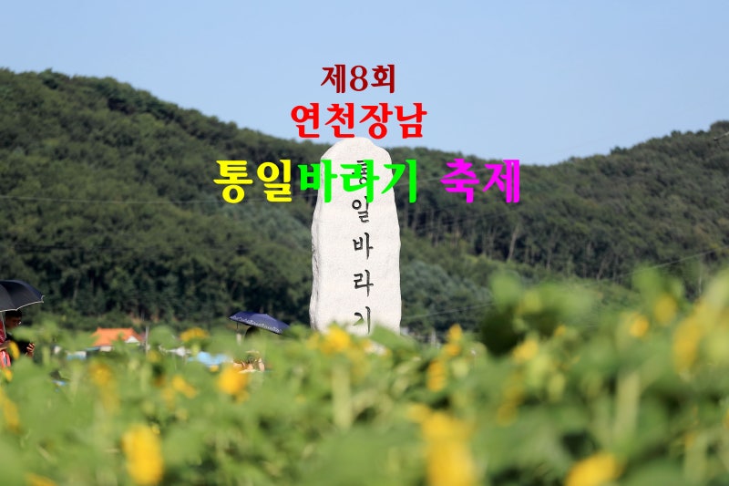 연천 호로고루 해바라기축제 개막 첫날 연천장남 통일바라기 축제 네이버 블로그