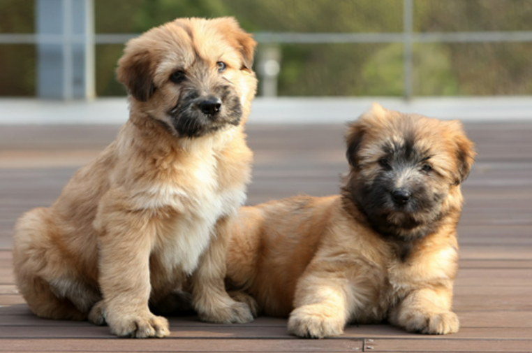 [댕댕이 백과] 삽살개(Sapsaree)에 대해 알아보기 (성격, 특징, 색상, 관리 등) : 네이버 블로그