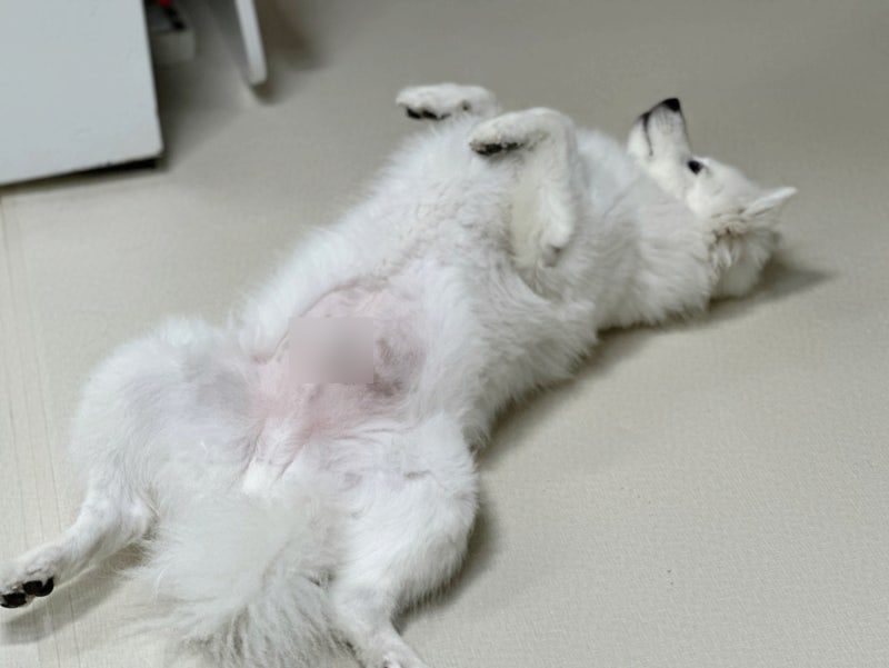 강아지 쿠싱증후군 증상 및 치료법 배 빵빵 음수량 증가 했을 때 네이버 블로그