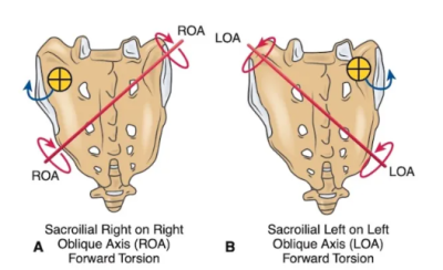 골반의 움직임 이해하기 : 네이버 블로그