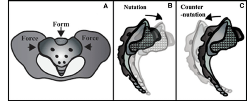 골반의 움직임 이해하기 : 네이버 블로그