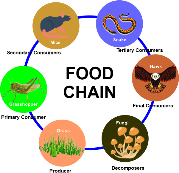 영어로 먹이 사슬 food chain 뜻 / 체인점, supply chain, 밸류체인 value chain ...