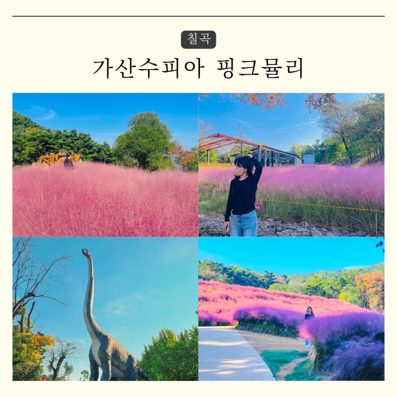 대구 핑크뮬리 가산수피아 가을 꽃구경 시기 경북 가볼만한곳 네이버 블로그