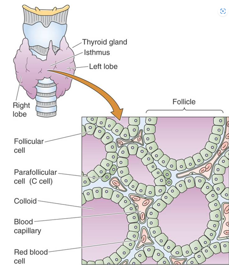 [코코약사] 갑상선 호르몬 T3, T4, rT3, low T3 syndrome : 네이버 블로그