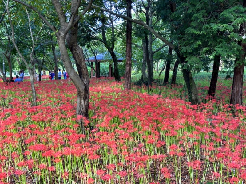 고창 선운사 상사화 꽃무릇 축제 개화 현황 상사화와의 차이점 알고 가세요 네이버 블로그