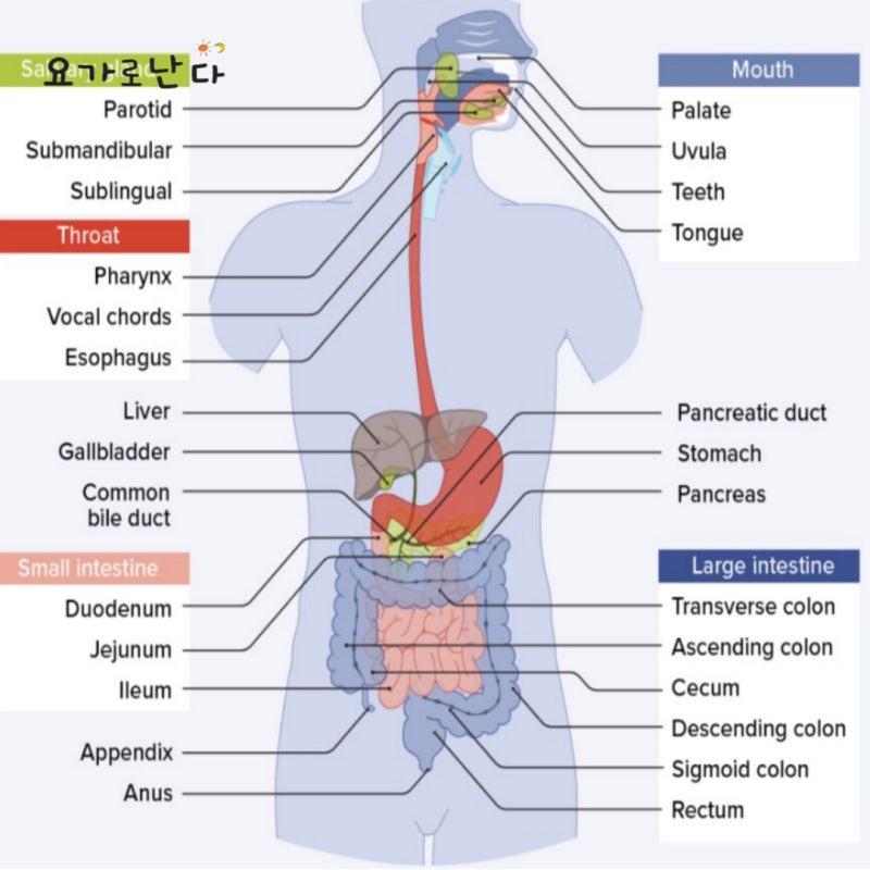 우리 신체의 소화 시스템 Digestive System 소화 관련 기관 소화 기관의 역할 소화기 관련 질환