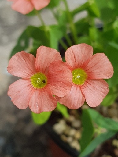 Oxalis Little Orange_사랑초 리틀 오렌지 : 네이버 블로그